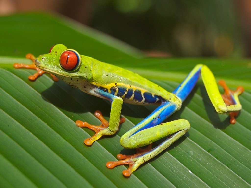 Red Eyed Tree Frog Untamed Science