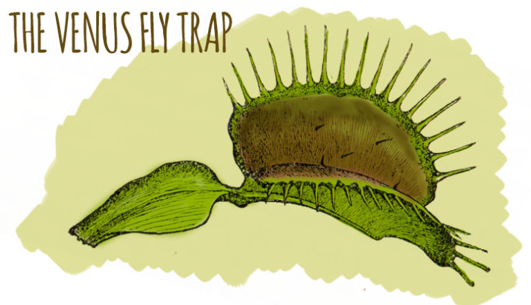 How the Venus Flytrap Eat Bugs - Untamed Science