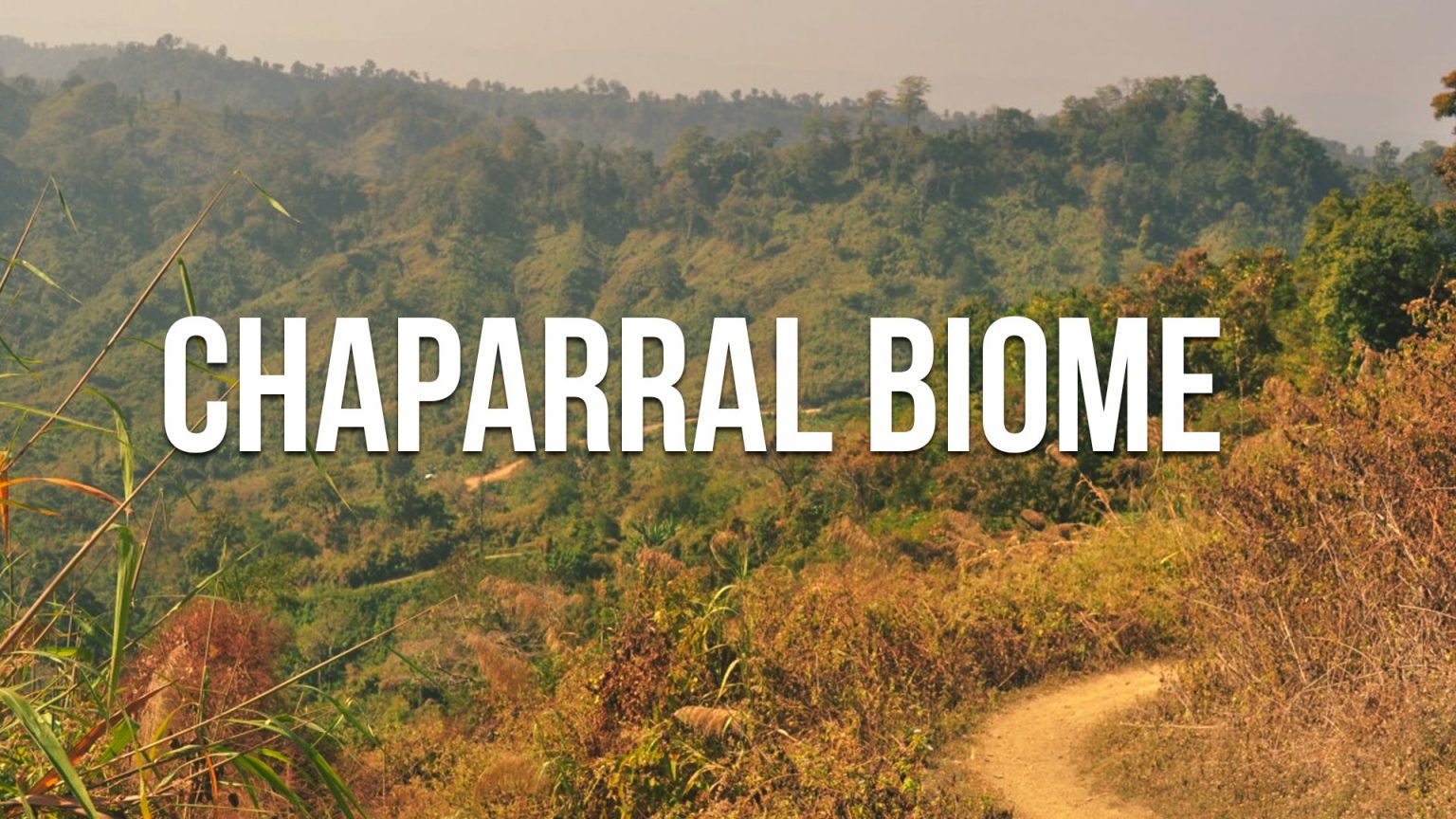 chaparral - Untamed Science