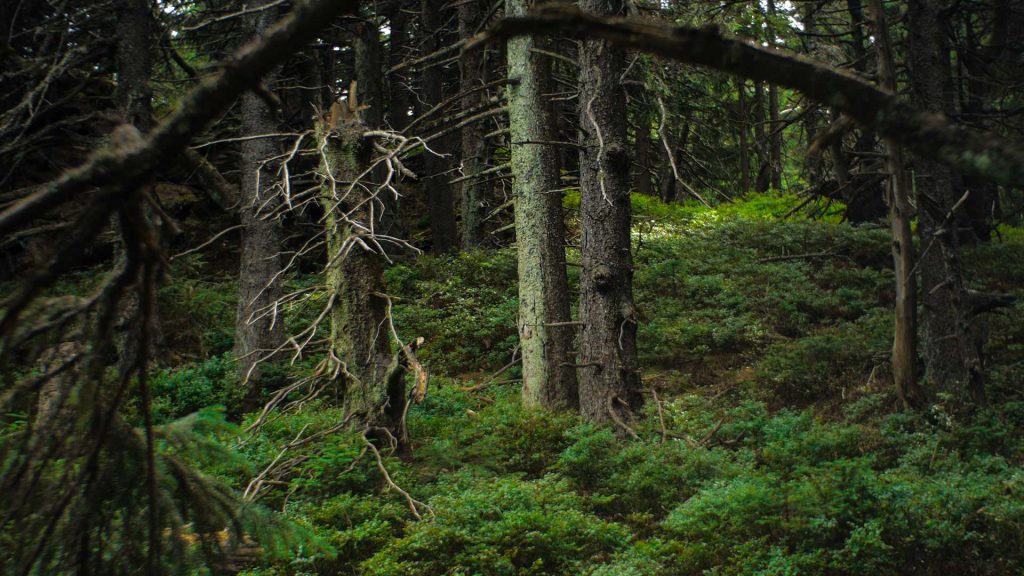 Coniferous Forest Biome