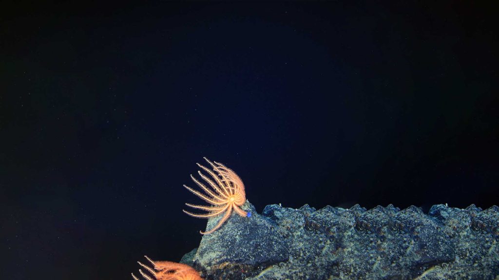 deep sea - Untamed Science