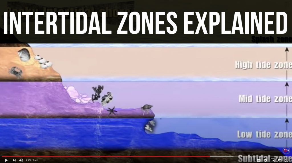 intertidal zone youtube - Untamed Science