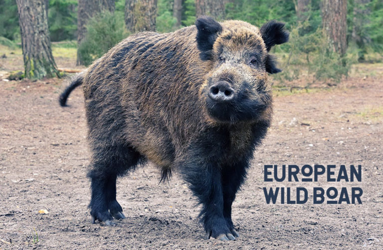 Wild Boar - Untamed Science