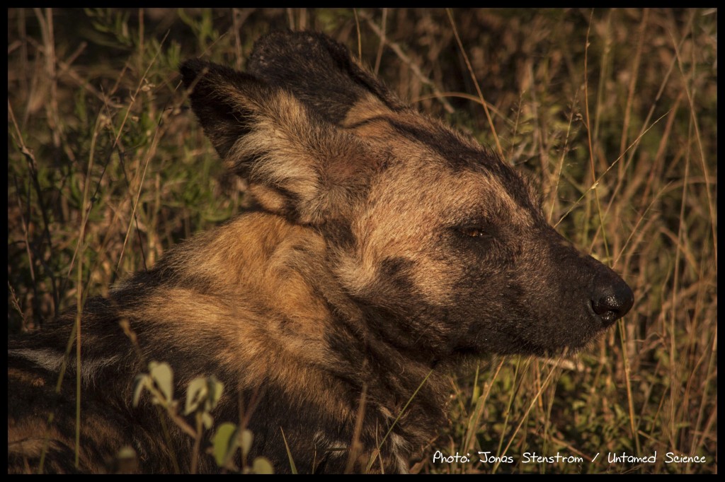 African Wild Dog - Untamed Science