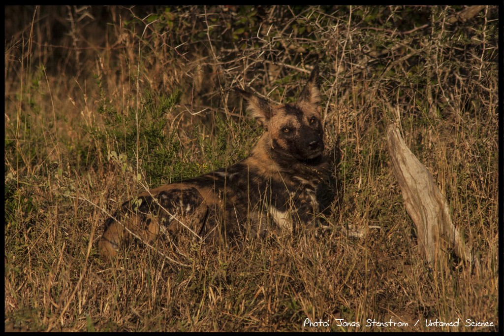 Wild dog_South Africa02_small - Untamed Science