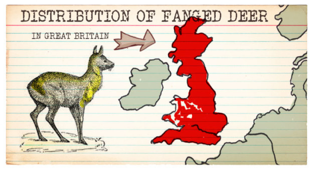 Vampire Deer: Why Some Deer Have Fangs