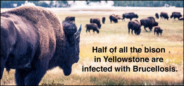 Bringing Brucellosis-Free Bison Back to North America