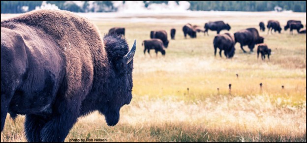 Wolf Reintroduction at Yellowstone National Park - Untamed Science