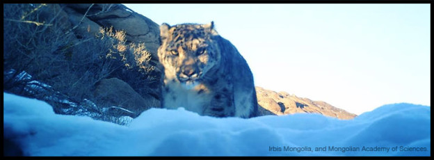 Snow Leopard Information: The Ghost of the Mountain