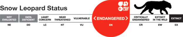Snow Leopard Information: The Ghost of the Mountain