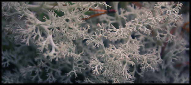 Why Lichens are Amazing: Biology and Pictures!