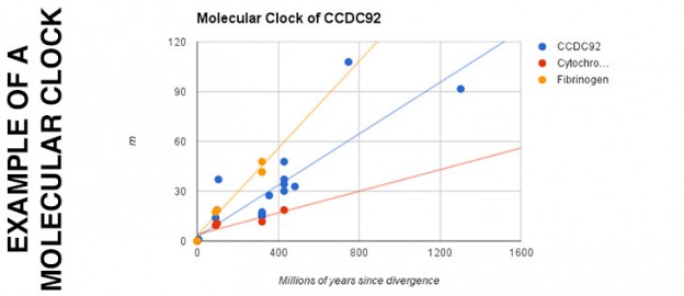 Molecular Clock - Untamed Science