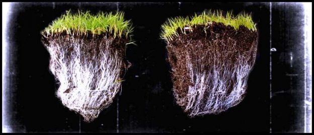How do mycorrhizae work? Explained Simply