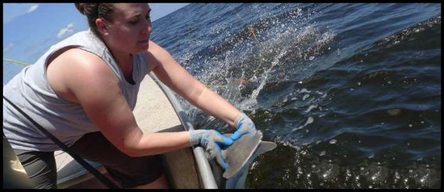 Aquí hay algunos Científicos de Tiburones Que Debes Seguir esta Semana ...
