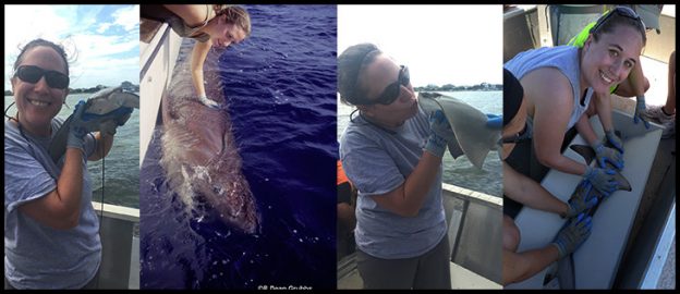 Shark Researcher: Toby Daly-Engel