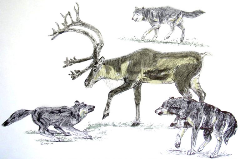 caribou-and-wolf-sketch - Untamed Science