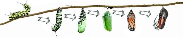 How do caterpillars turn into butterflies and moths through ...