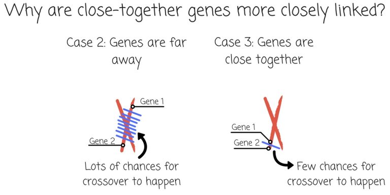 Chromosome Genetics - Untamed Science