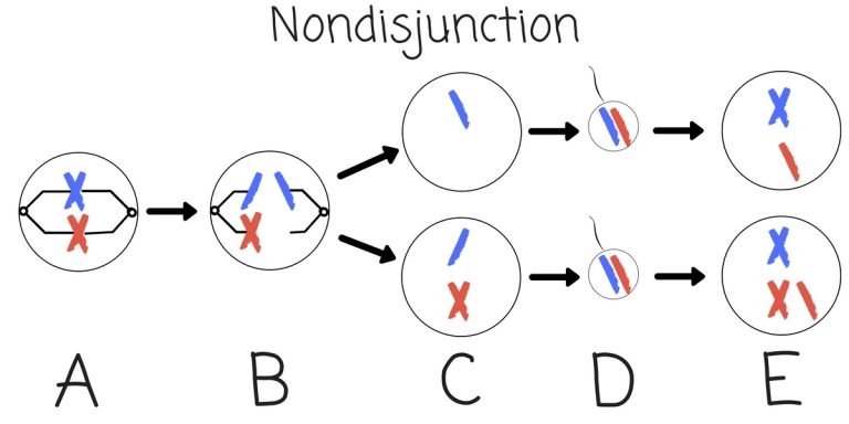 Chromosome Genetics - Untamed Science