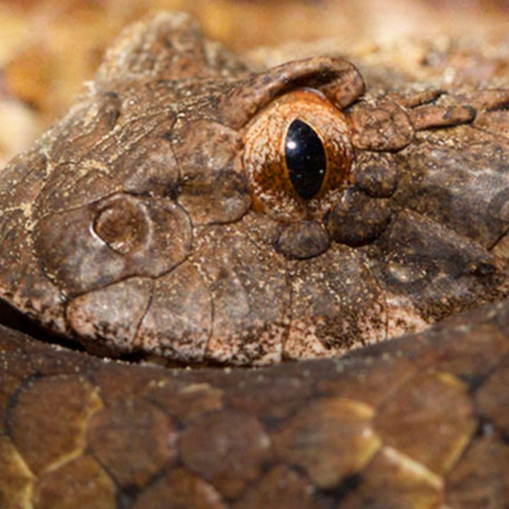 Elapidae Archives - Untamed Science