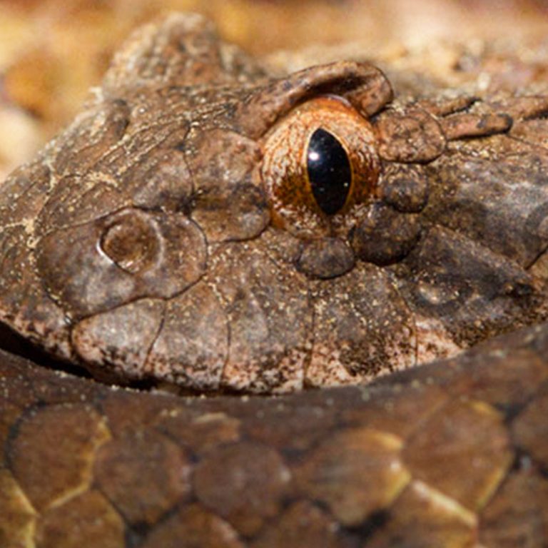 Death Adder eye - Untamed Science