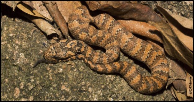 The Death Adder - Australia's Deadliest Ambush Predator