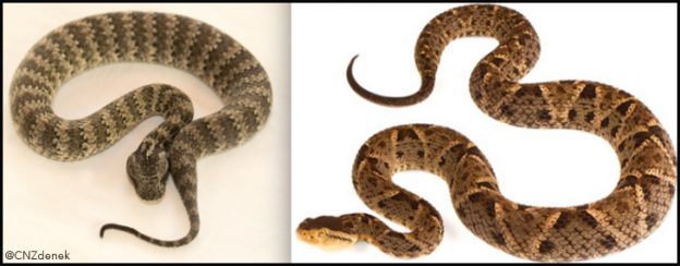 The Death Adder - Australia's Deadliest Ambush Predator