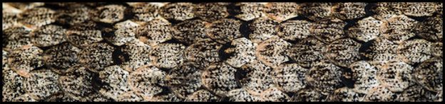 The Death Adder - Australia's Deadliest Ambush Predator