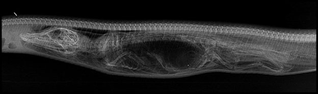Burmese Python - Behind the Science of this Giant Snake