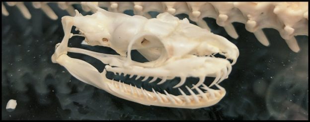 Burmese Python - Behind the Science of this Giant Snake