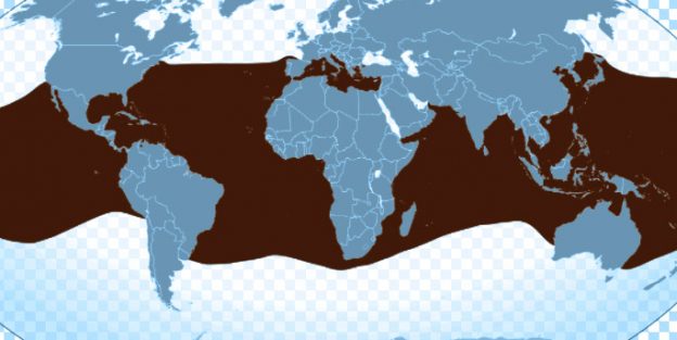 shortfin mako range map - Untamed Science