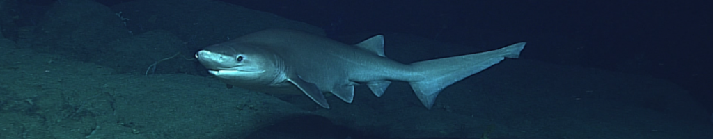 Pacific Sleeper shark - Untamed Science