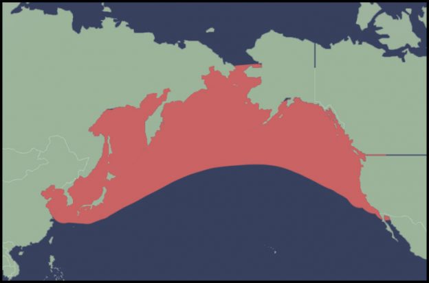 Salmon Shark - Untamed Science