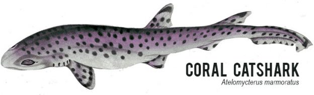 Coral Catshark - Untamed Science