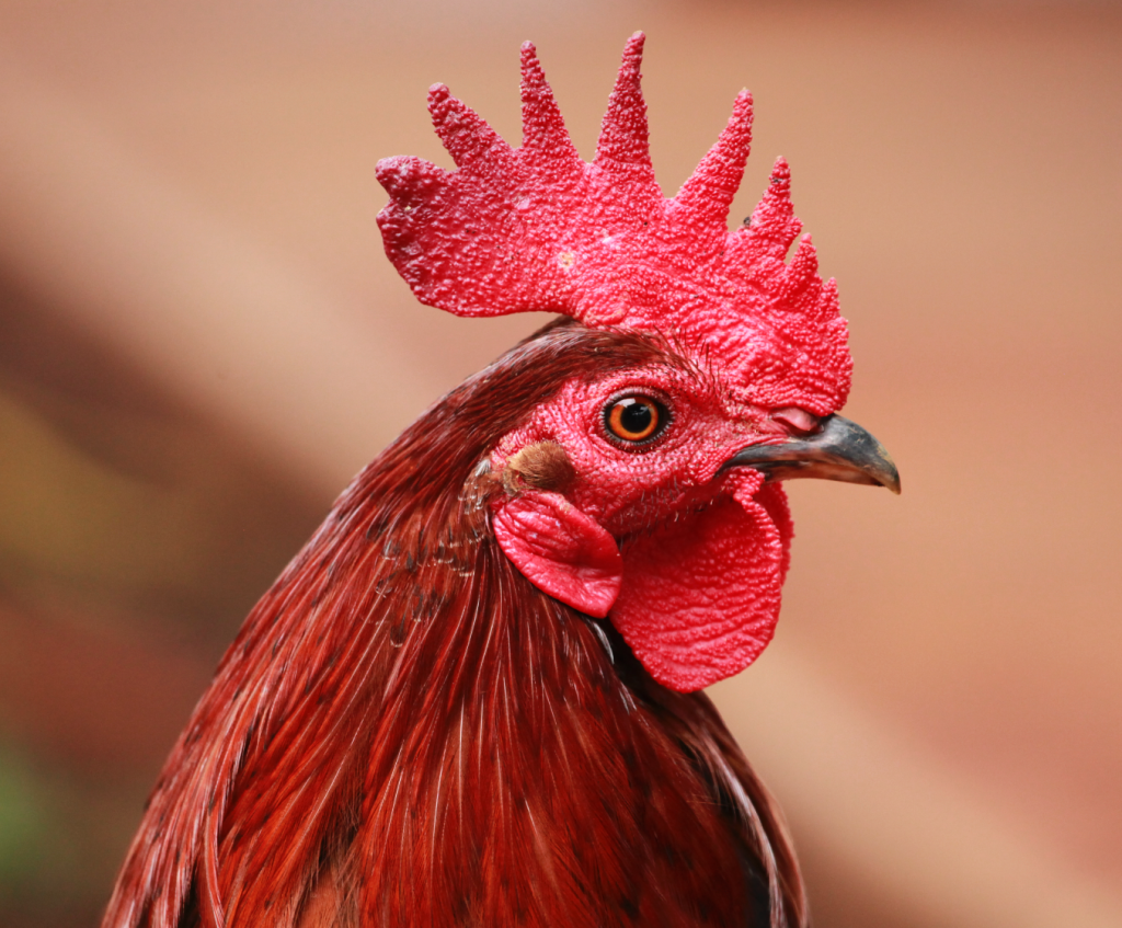 chickens - Untamed Science