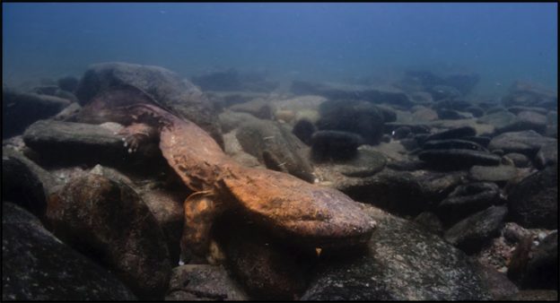The Eastern Hellbender: Facts and Recovery Information