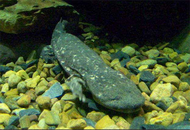 eastern hellbender - Untamed Science