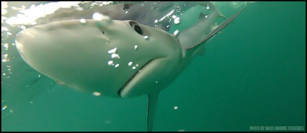Blue Shark - Untamed Science