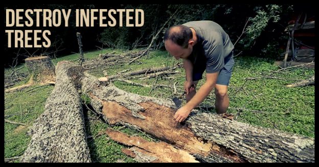 Emerald Ash Borer - Facts and Information