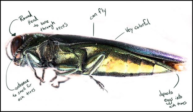 Emerald Ash Borer - Facts and Information