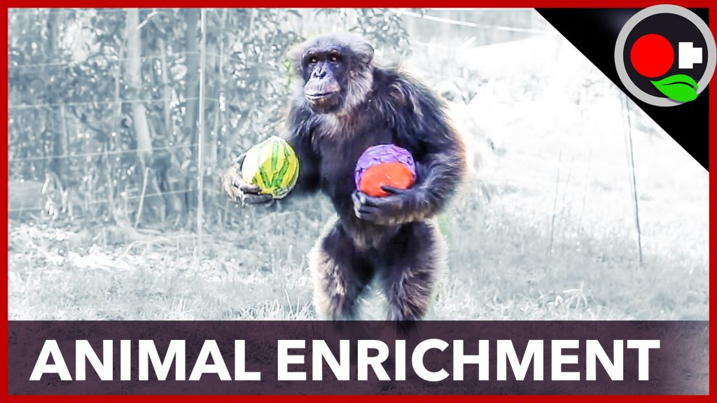 animal enrichment types - Untamed Science
