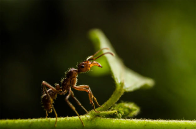 Is Natural History Really Dying? - Untamed Science