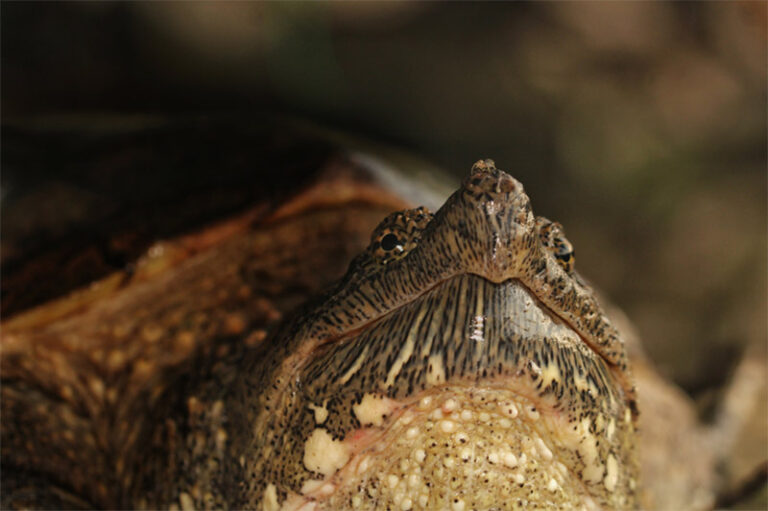 Snapping turtle with spider on nose - Untamed Science