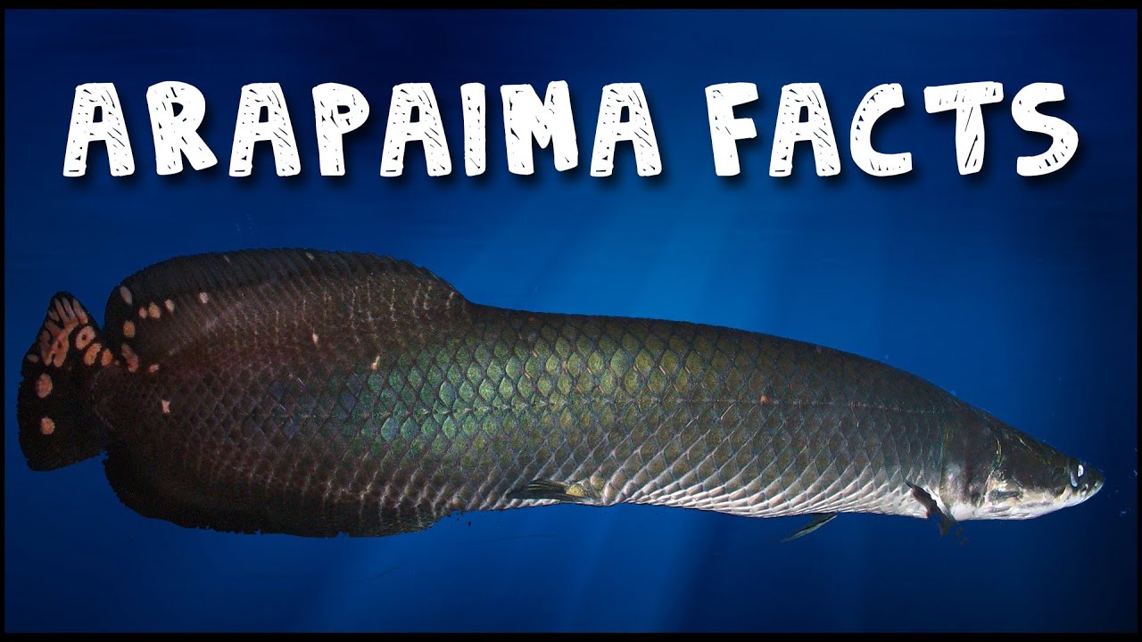 ARAPAIMA FACTS - Untamed Science