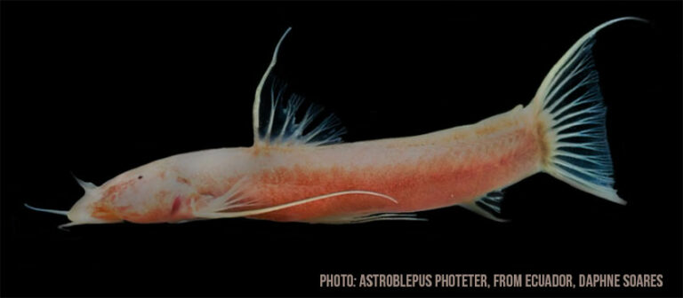 Cave Biology 101: The Cave “Biome” in Real Life - Untamed Science