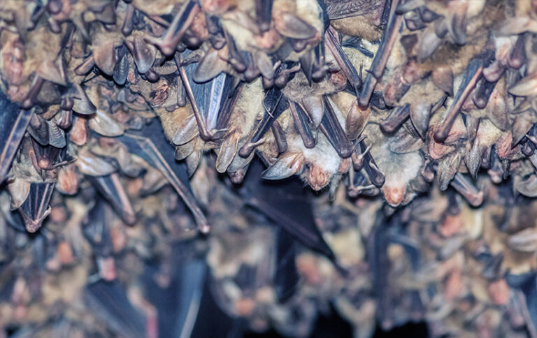 Cave Biology 101: The Cave “Biome” in Real Life - Untamed Science