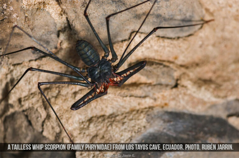 Cave Biology 101: The Cave “Biome” in Real Life - Untamed Science