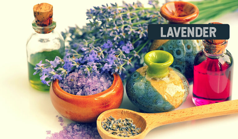 lavender - Untamed Science