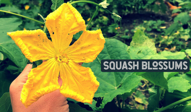 squash - Untamed Science