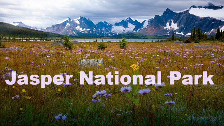 Jasper np - Untamed Science
